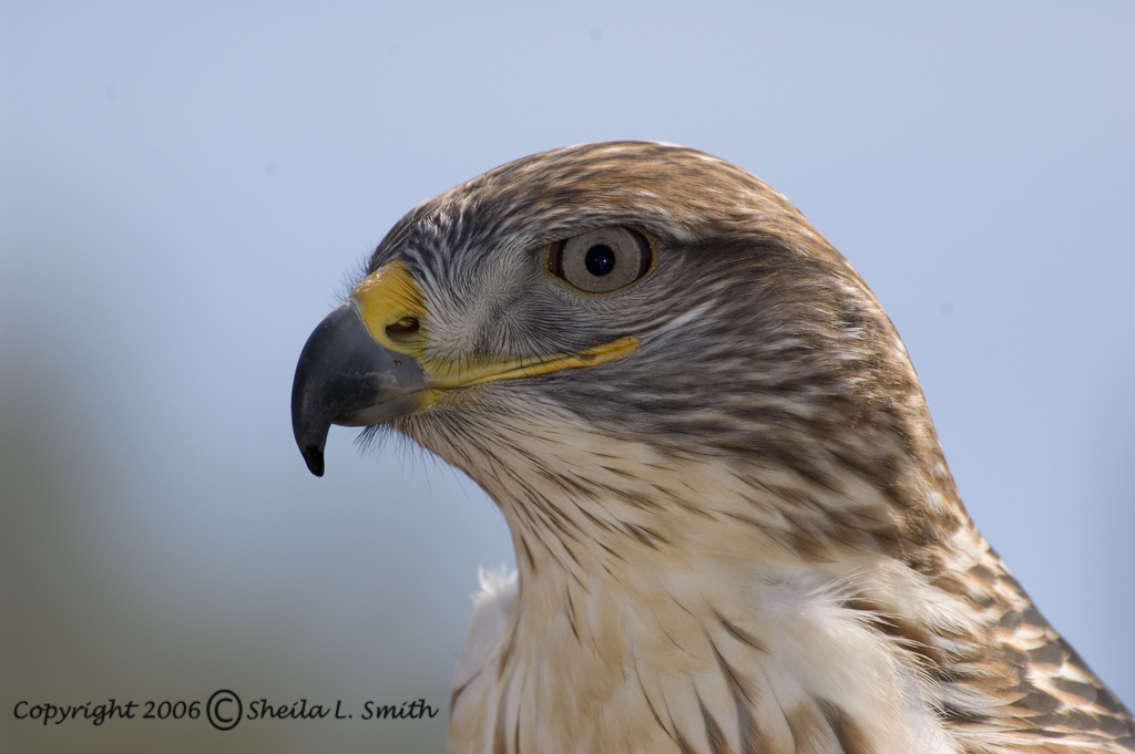 ASDM Ferruginous Hawks