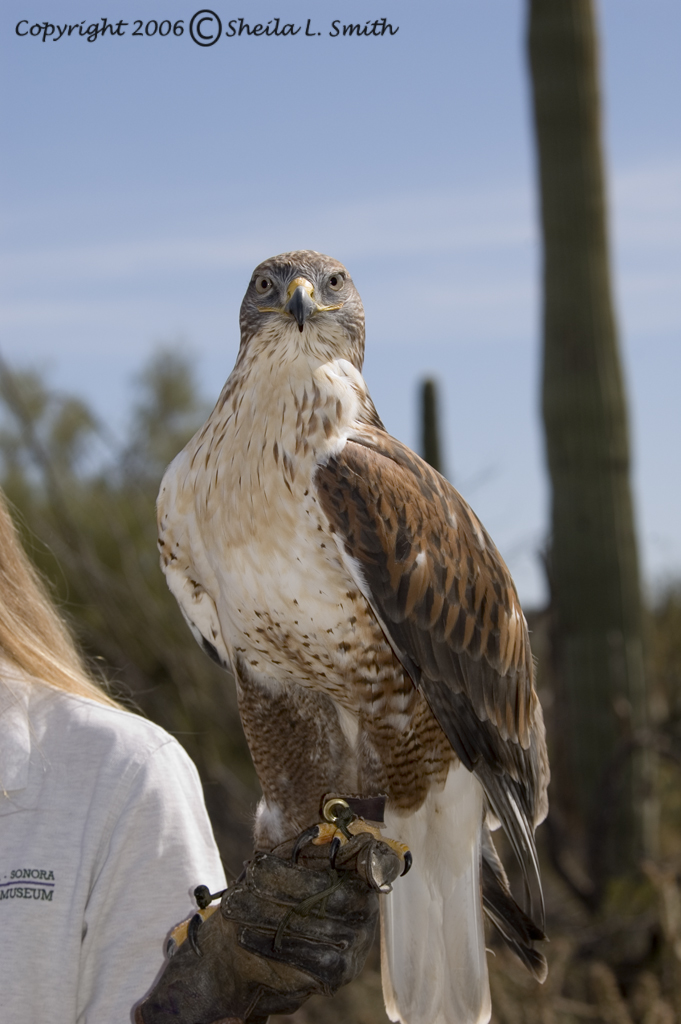 ASDM Ferruginous Hawks