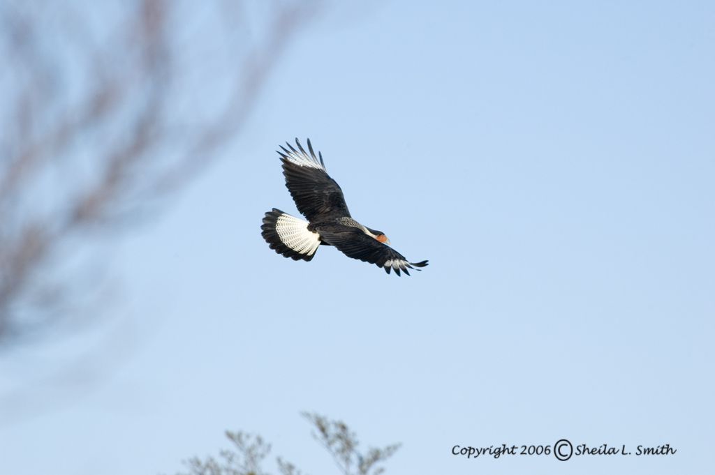 Crested Caracara, Hawks
