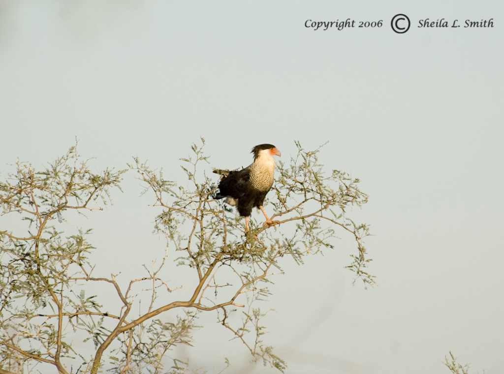 Crested Caracara, Hawks
