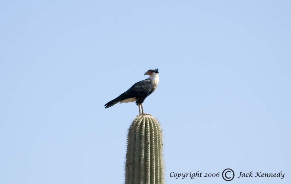 Crested Caracara, Hawks