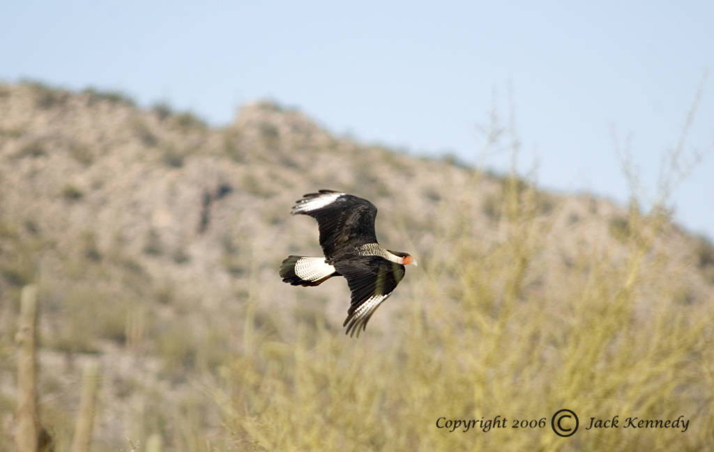 Crested Caracara, Hawks