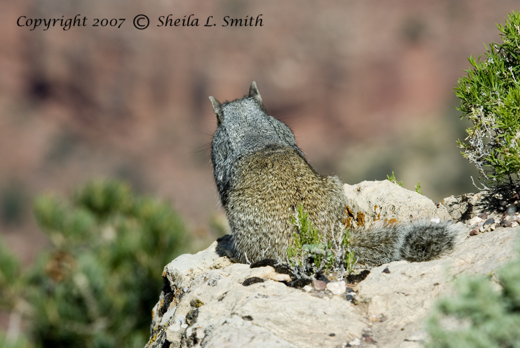 Grand Canyon Animals